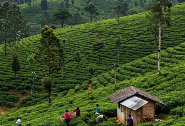 Word and Deed – Sri Lanka | Australian Mercy